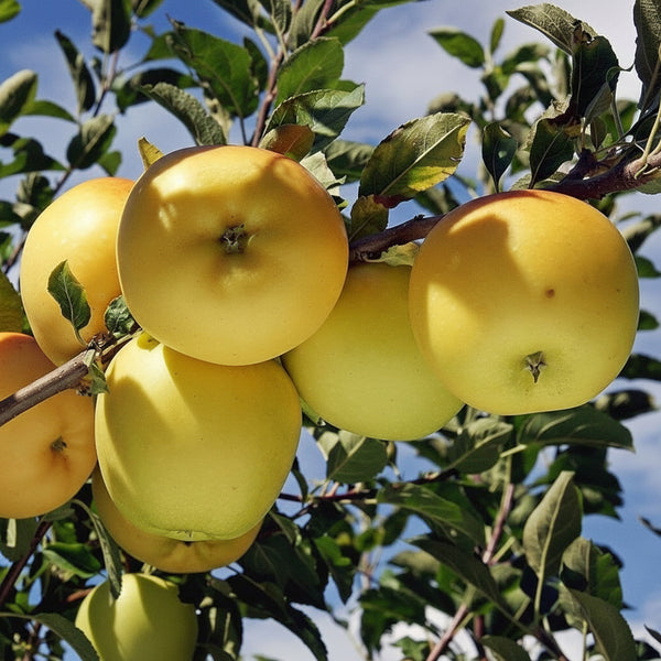 Dorsett Golden Apple Seeds | Early Ripening Sweet Apple Tree ...