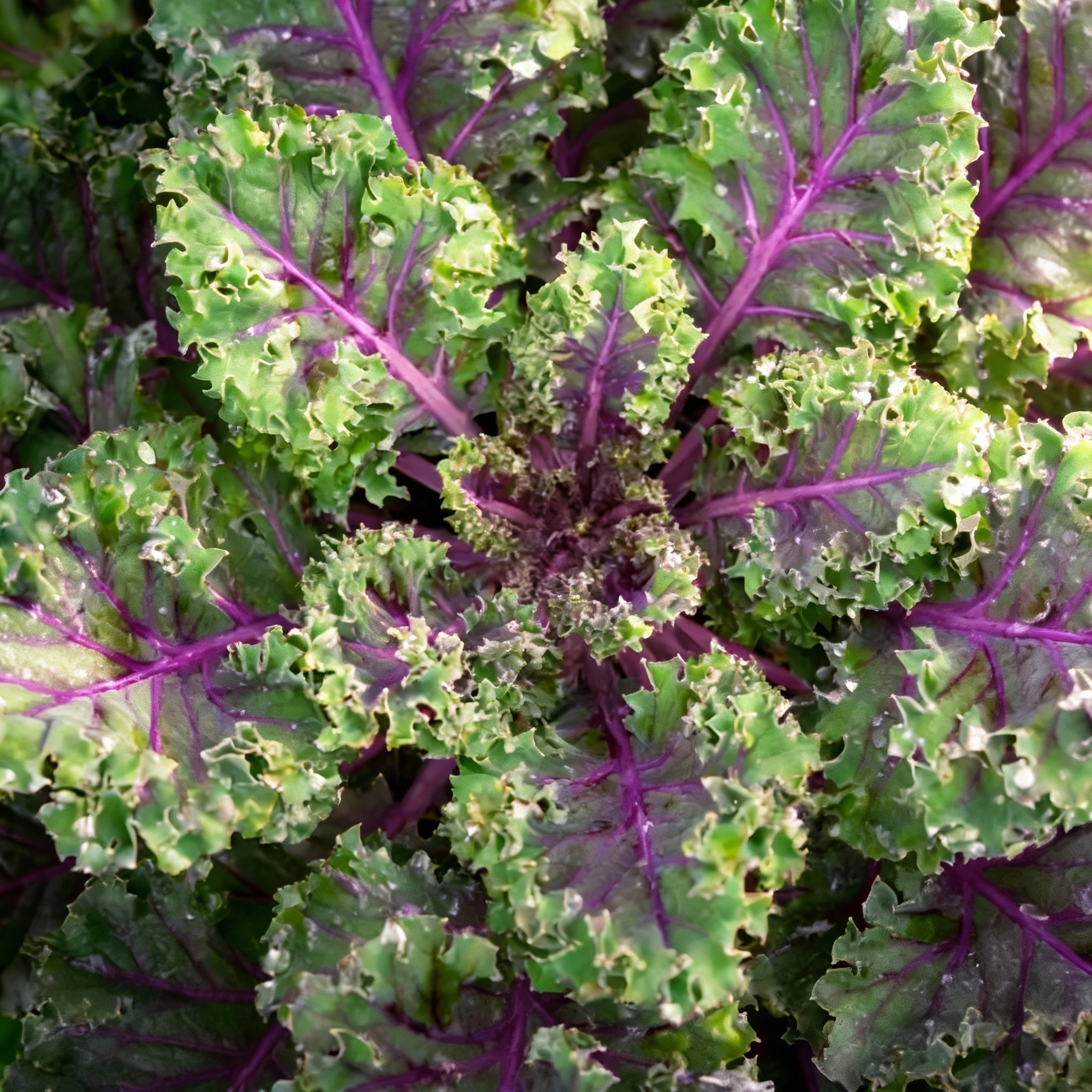 Kale Red Vegetable Seeds Healthy Leafy Greens for Home Gardening ...